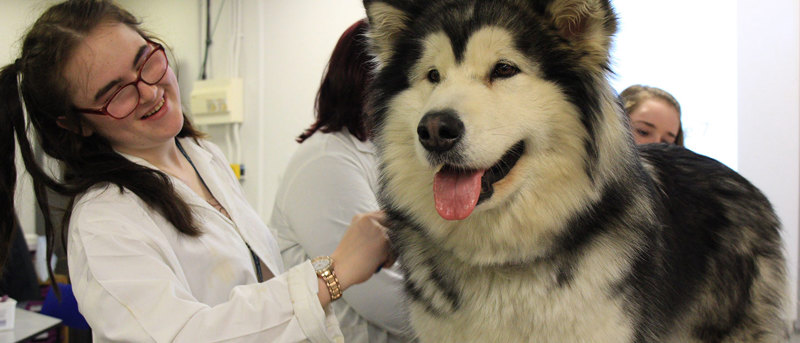 Animal Care Level 2 course at USP College in Essex